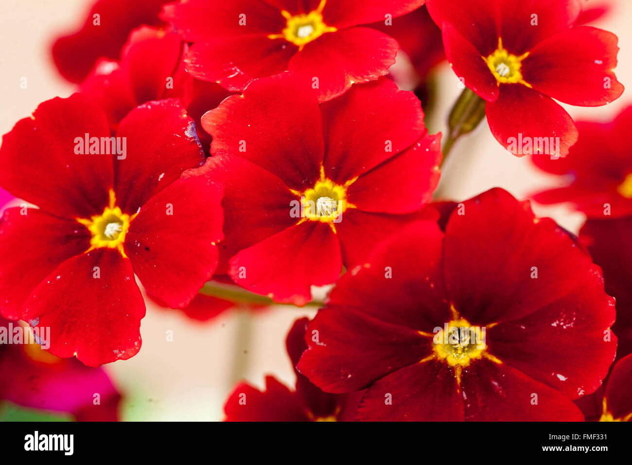 Primrose, Primula acaulis, Red Primroses Polyanthus flower Stock Photo ...