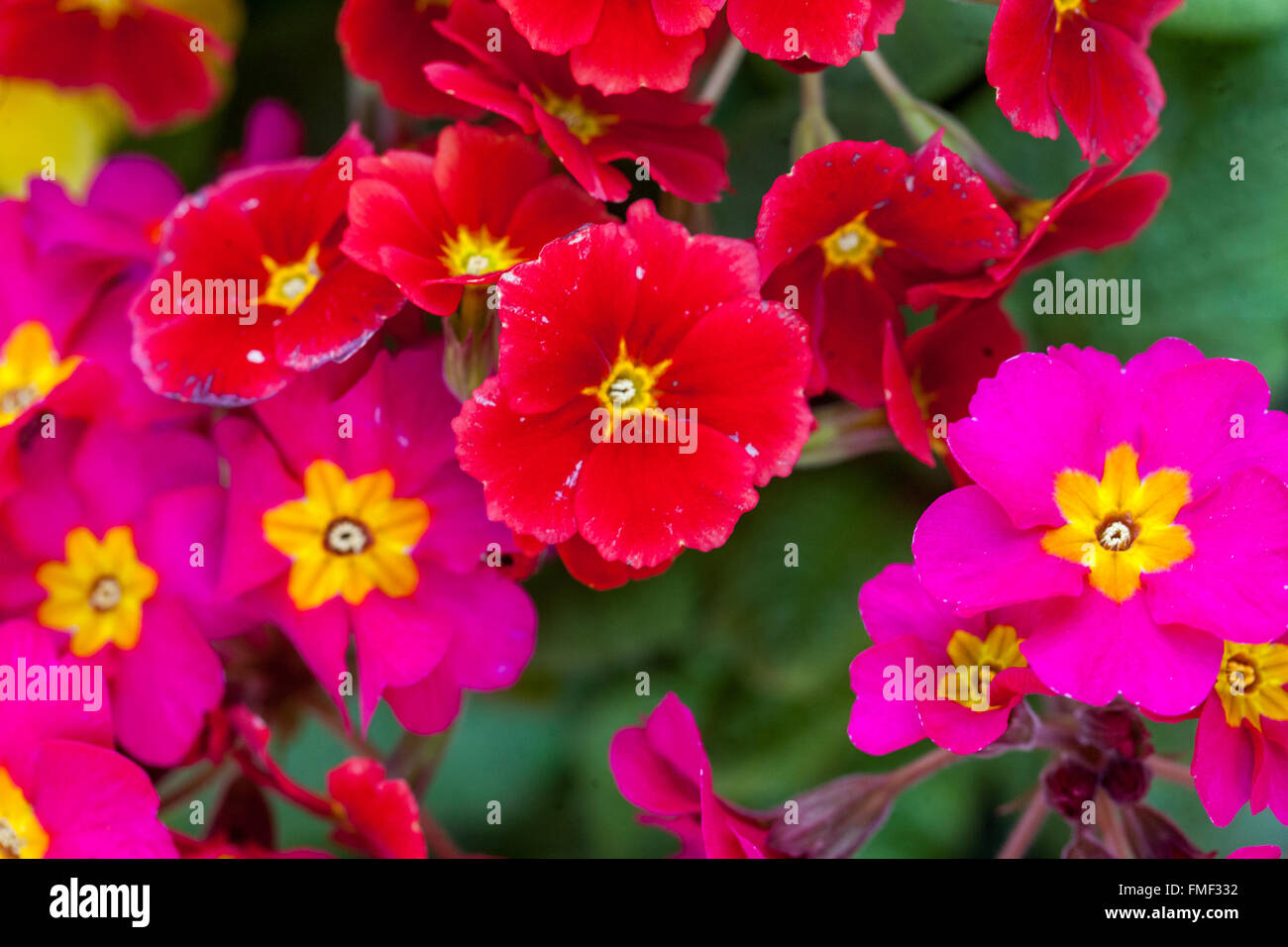 Primrose, Primula acaulis, Primroses, Polyanthus Stock Photo - Alamy