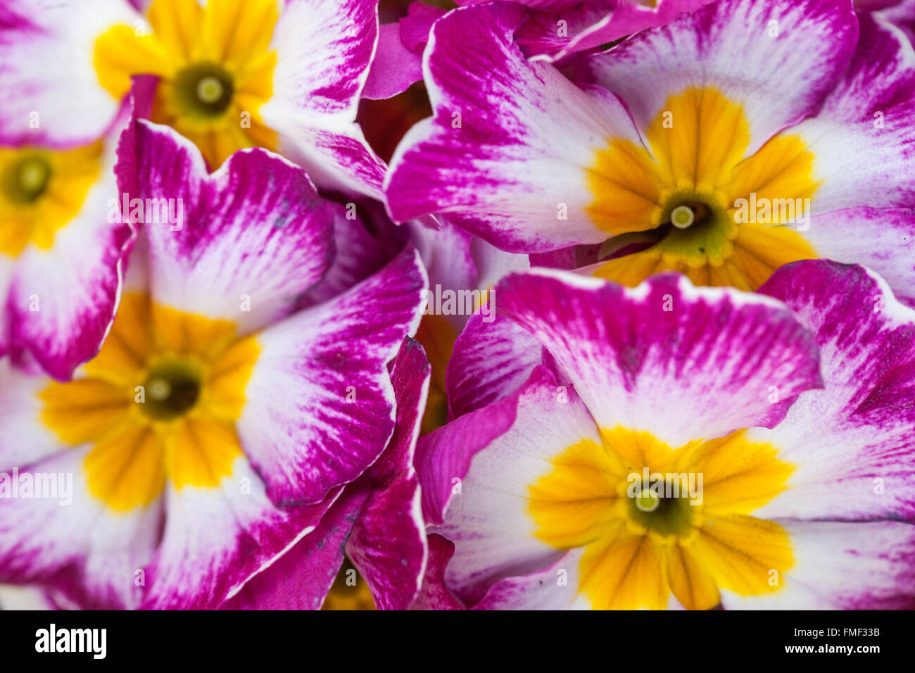 Rose pink flowers primula hi-res stock photography and images - Alamy