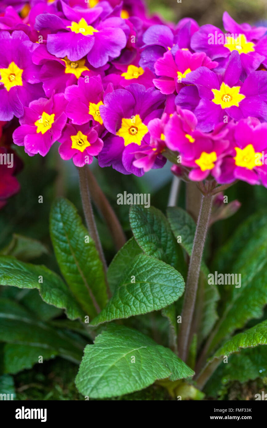 Primrose, Primula acaulis, Primroses, Polyanthus Stock Photo - Alamy