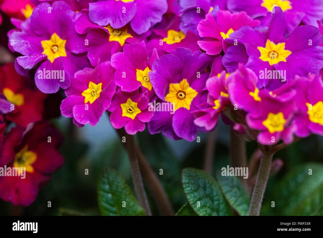 Primrose, Primula acaulis, Primroses, Polyanthus Stock Photo - Alamy