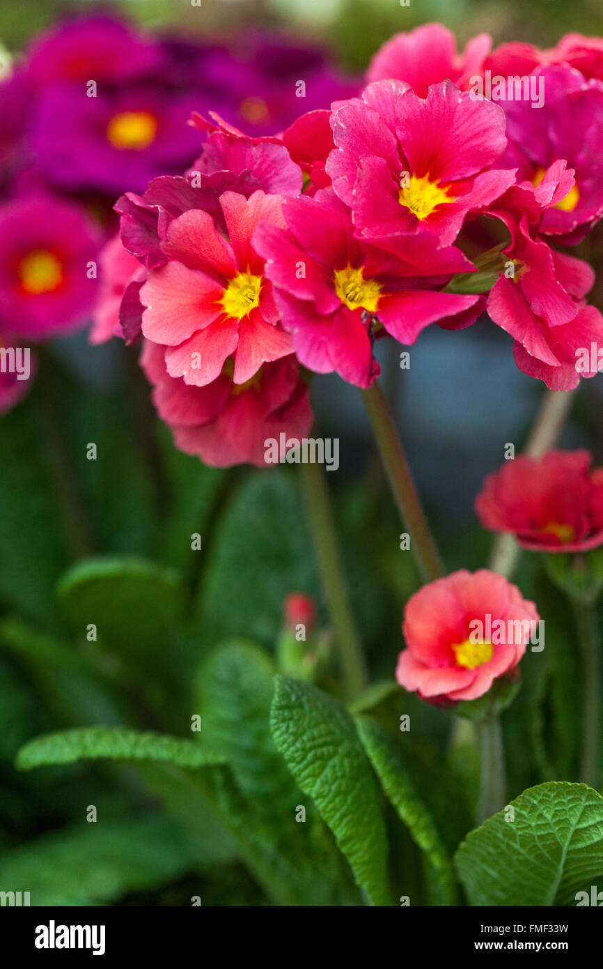 Primrose, Primula acaulis, Primroses, Polyanthus Stock Photo - Alamy