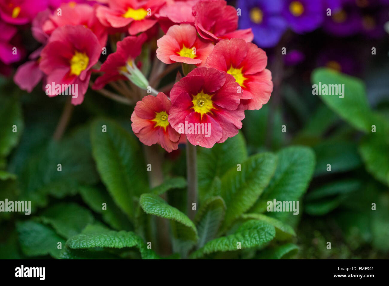 Primrose, Primula acaulis, Primroses, Polyanthus Stock Photo - Alamy