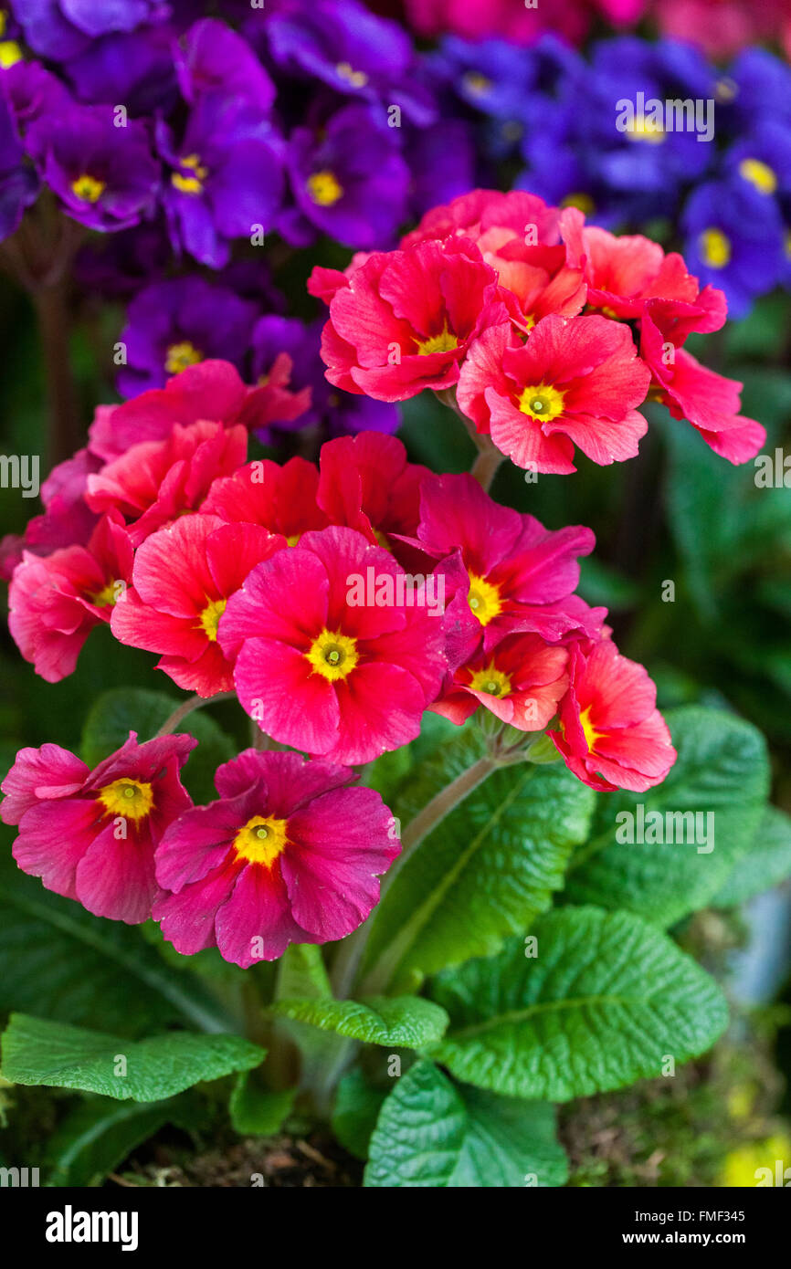 Primrose, Primula acaulis, Primroses, Polyanthus Stock Photo - Alamy
