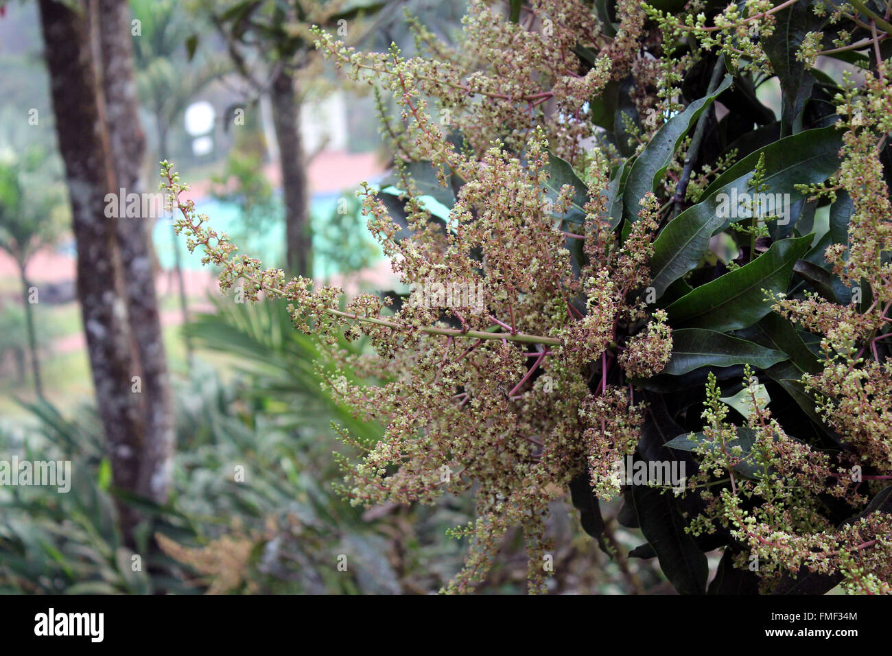 Mangifera flower hi-res stock photography and images - Alamy