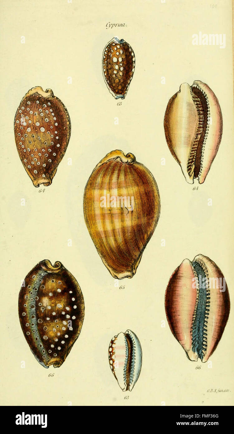 Understanding mollusk morphology hi-res stock photography and images ...