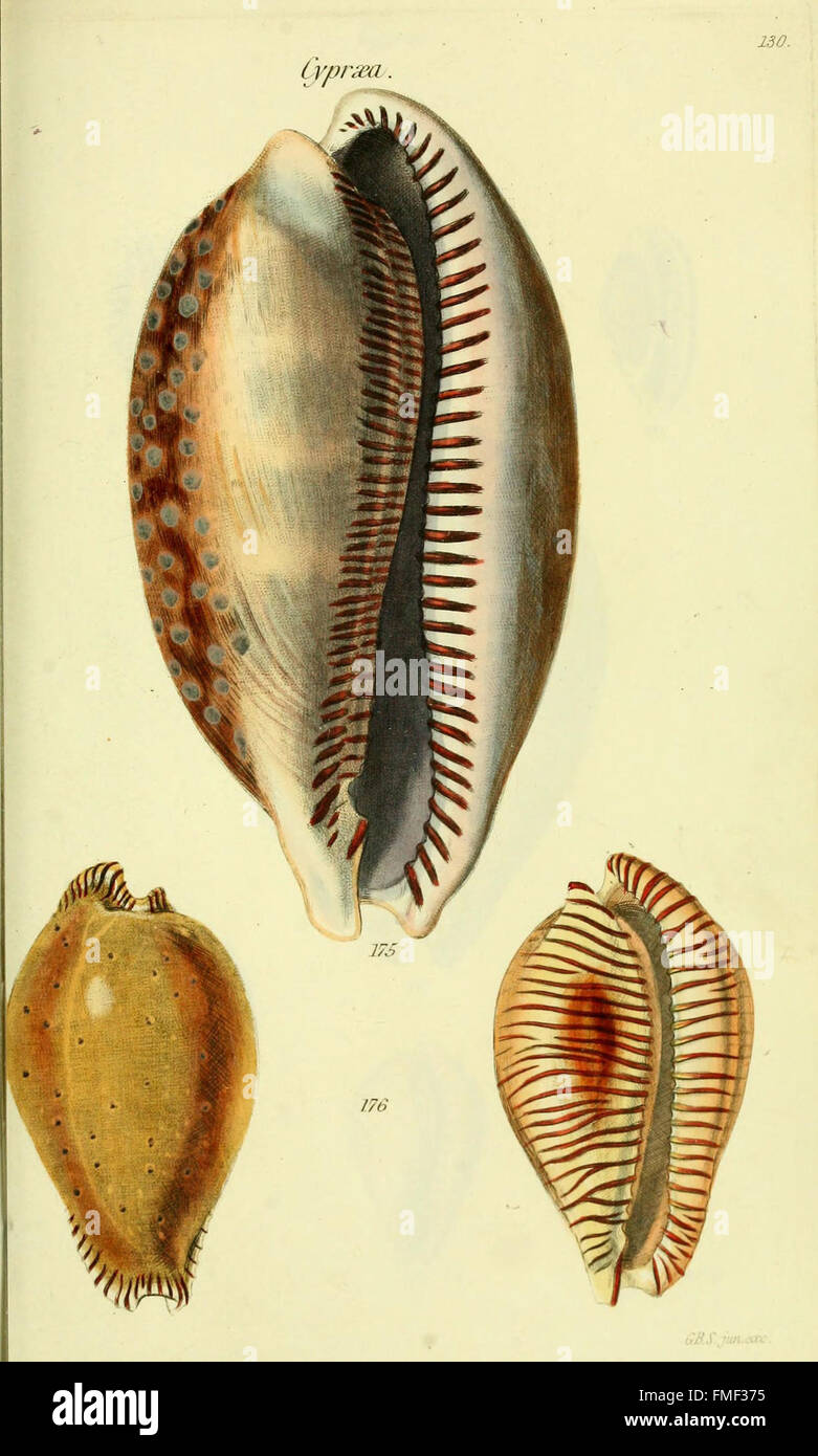 'The Conchological Illustrations', featuring colored figures of ...