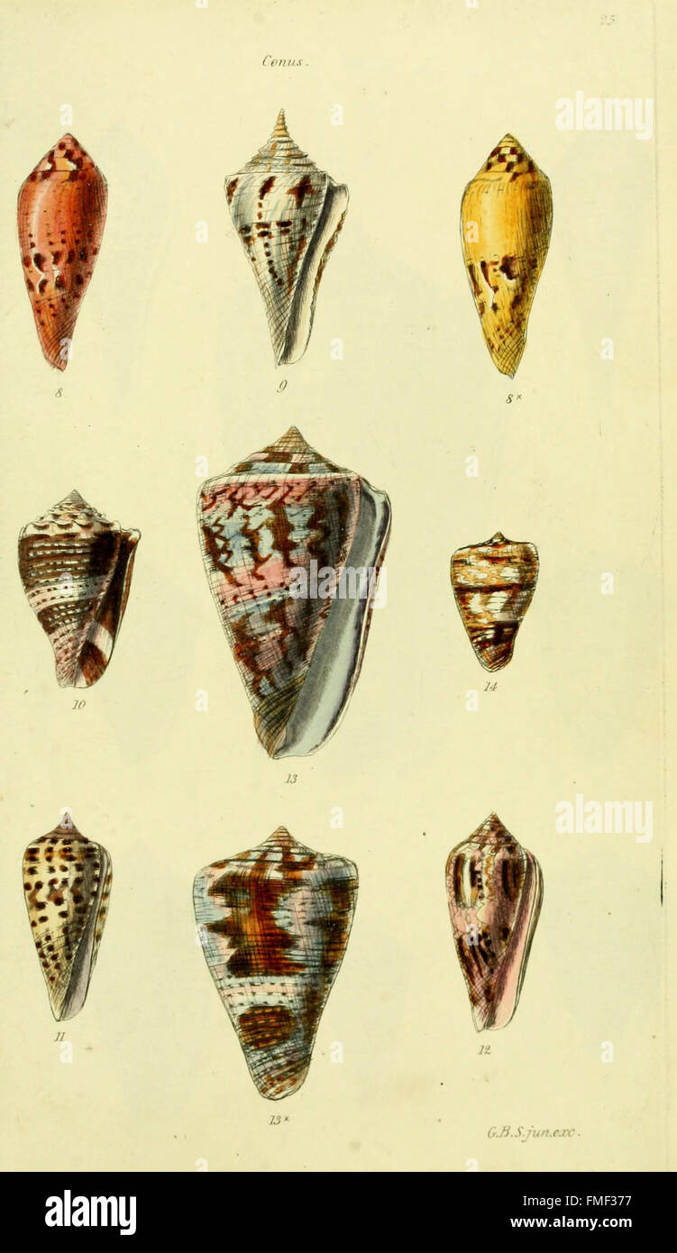 'The Conchological Illustrations' is a comprehensive work showcasing ...