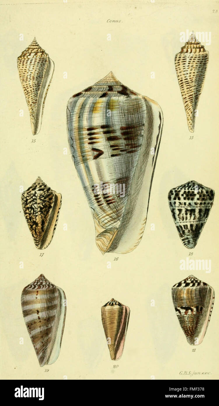 This work presents detailed colored illustrations of previously ...