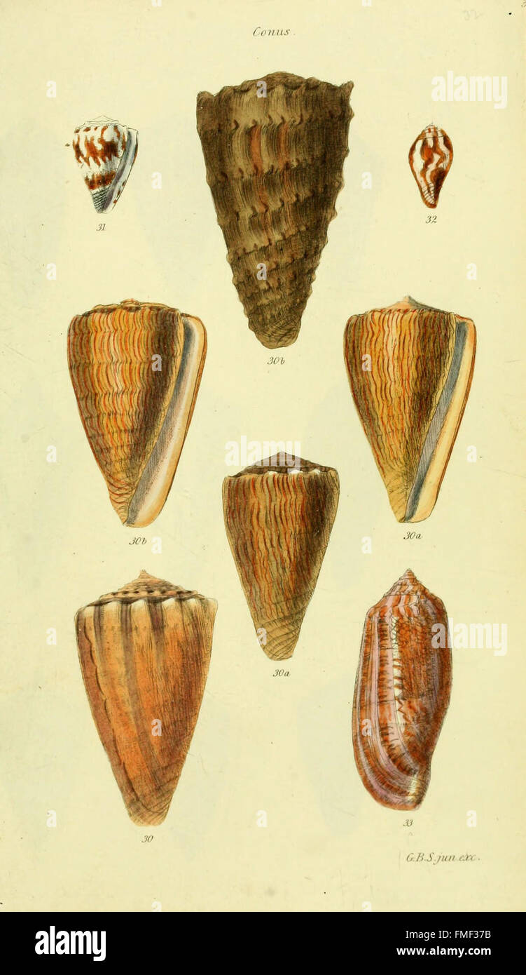 Understanding molluscan morphology hi-res stock photography and images ...
