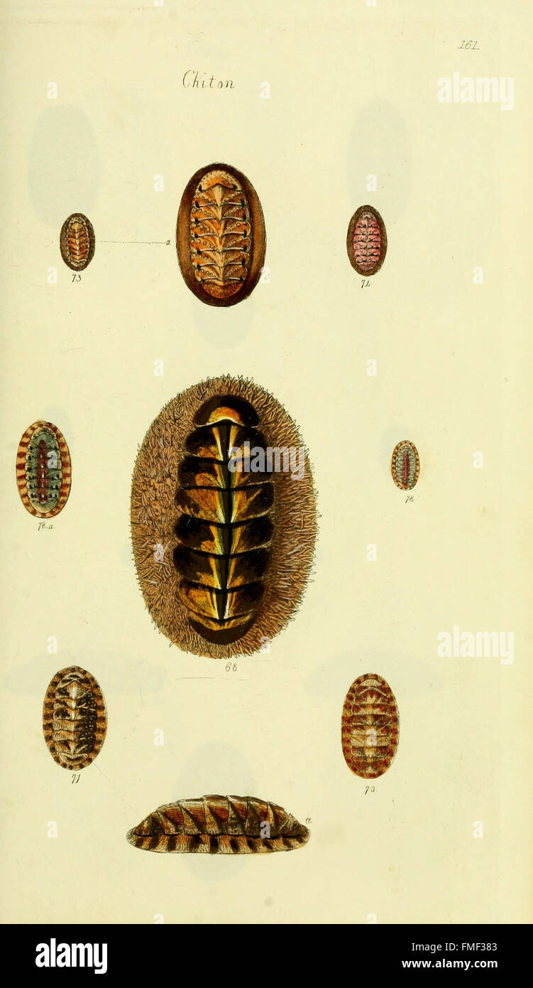 This work showcases detailed and colored illustrations of marine shells ...