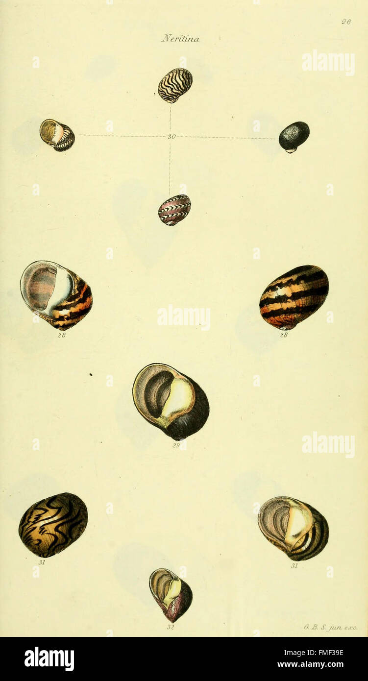 This work offers colored illustrations of previously unillustrated ...