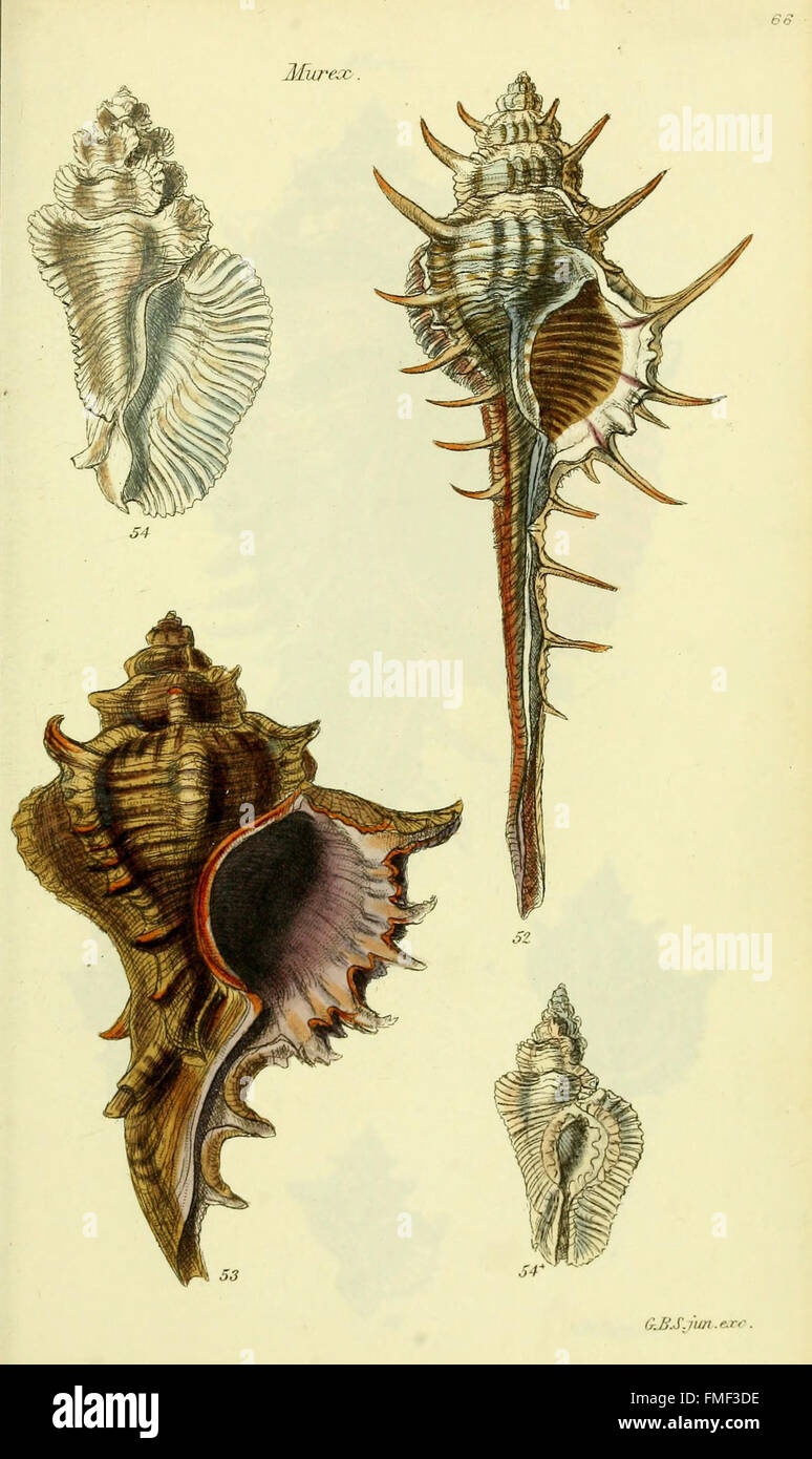 A collection of colored illustrations depicting recently discovered and ...