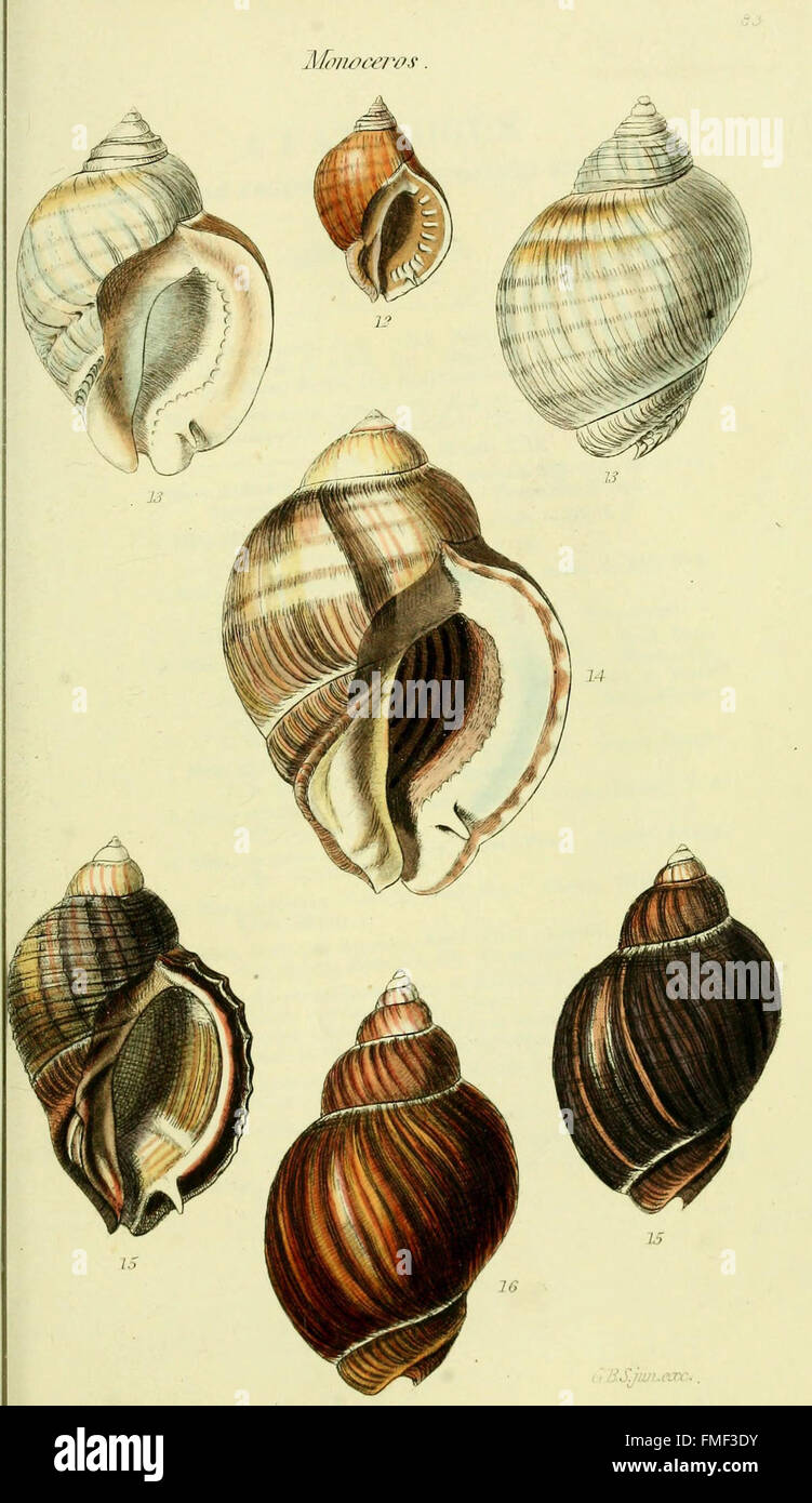 This work features colored illustrations of various unillustrated shell ...