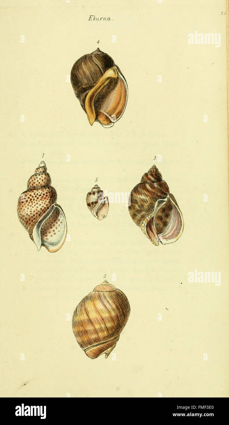 *The Conchological Illustrations* showcases detailed and colored ...