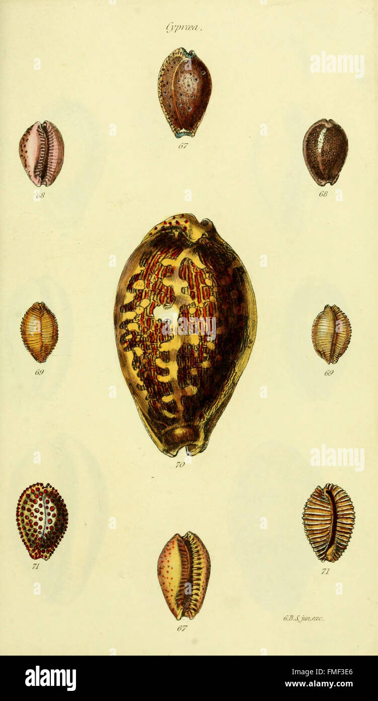 *The Conchological Illustrations* showcases coloured depictions of ...