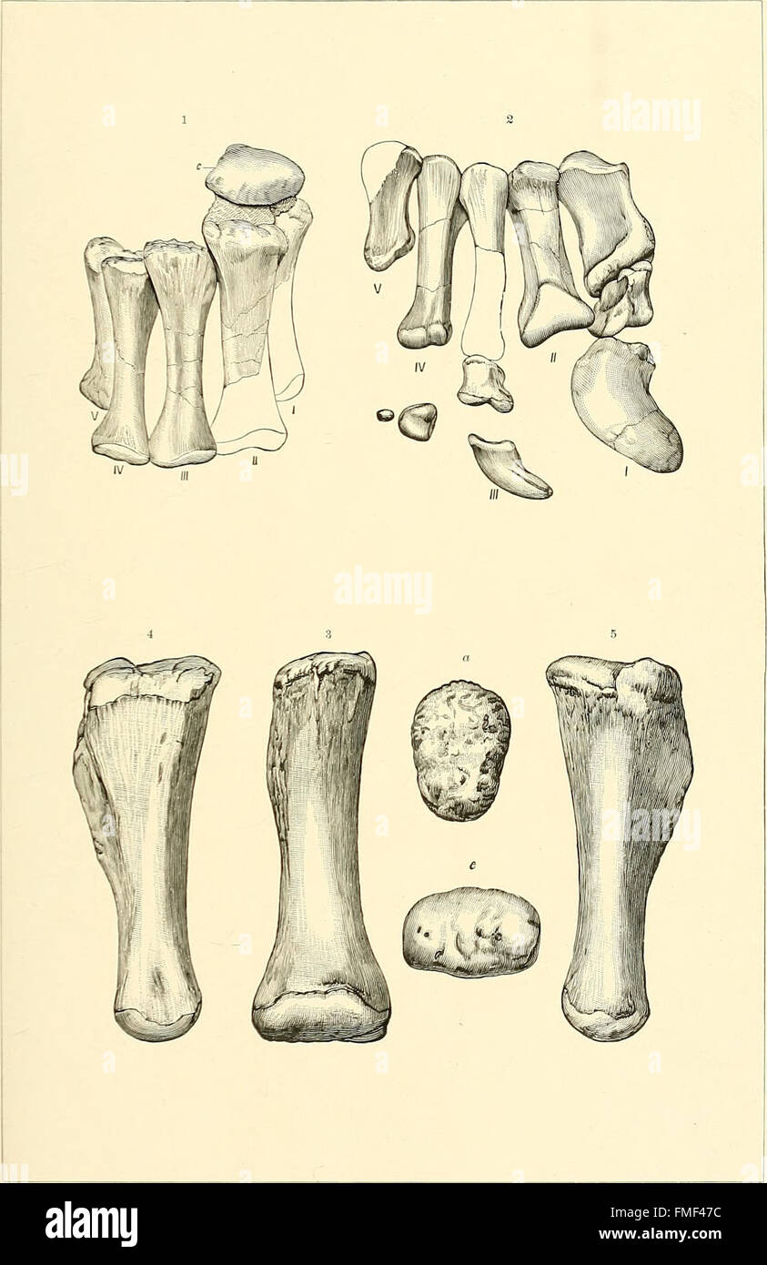 'The Dinosaurs of North America' (1896) provides an in-depth study of ...