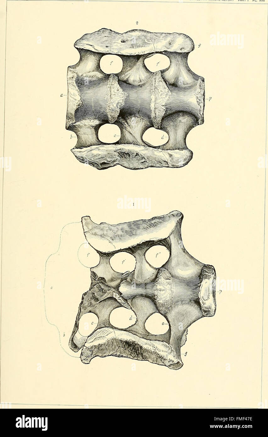 'The Dinosaurs of North America' (1896) provides a comprehensive study ...