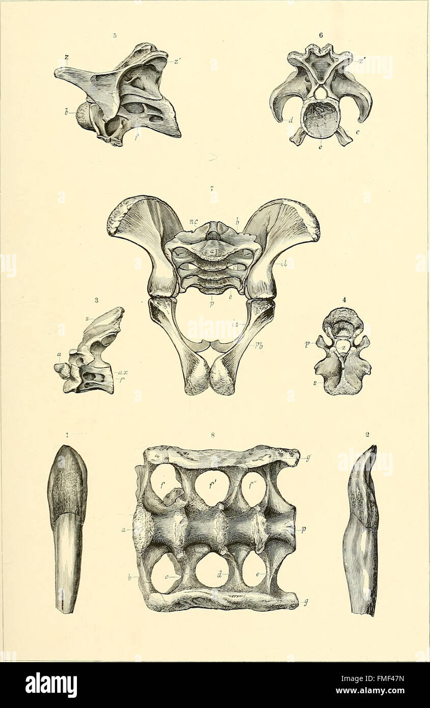 The dinosaurs of North America (1896 Stock Photo - Alamy