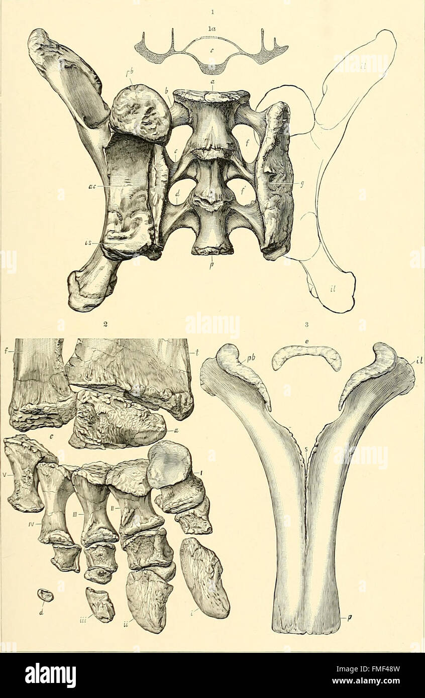 'The Dinosaurs of North America' (1896) presents a detailed exploration ...