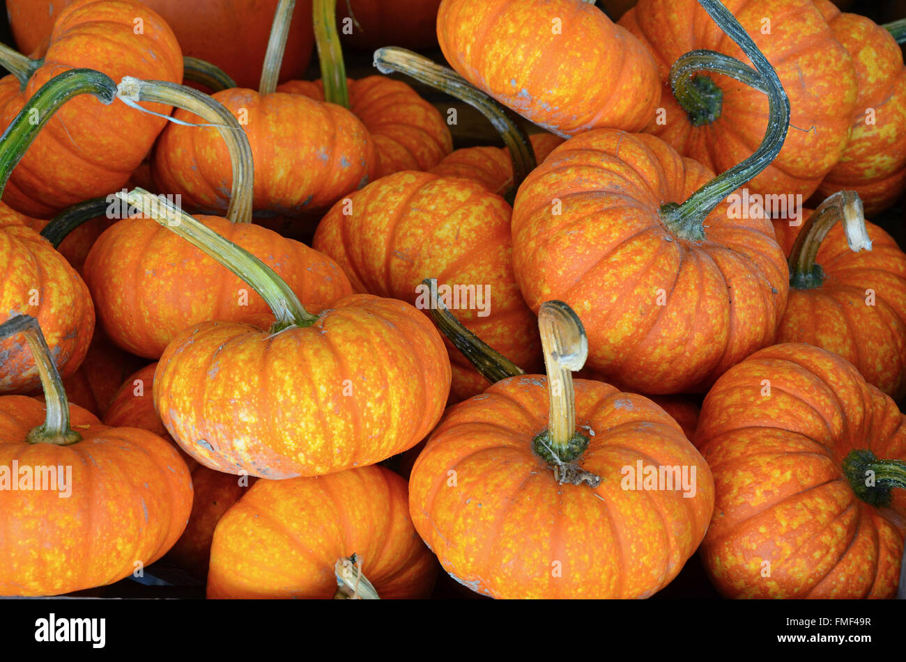 Cute little pumpkins at market in autumn Stock Photo - Alamy
