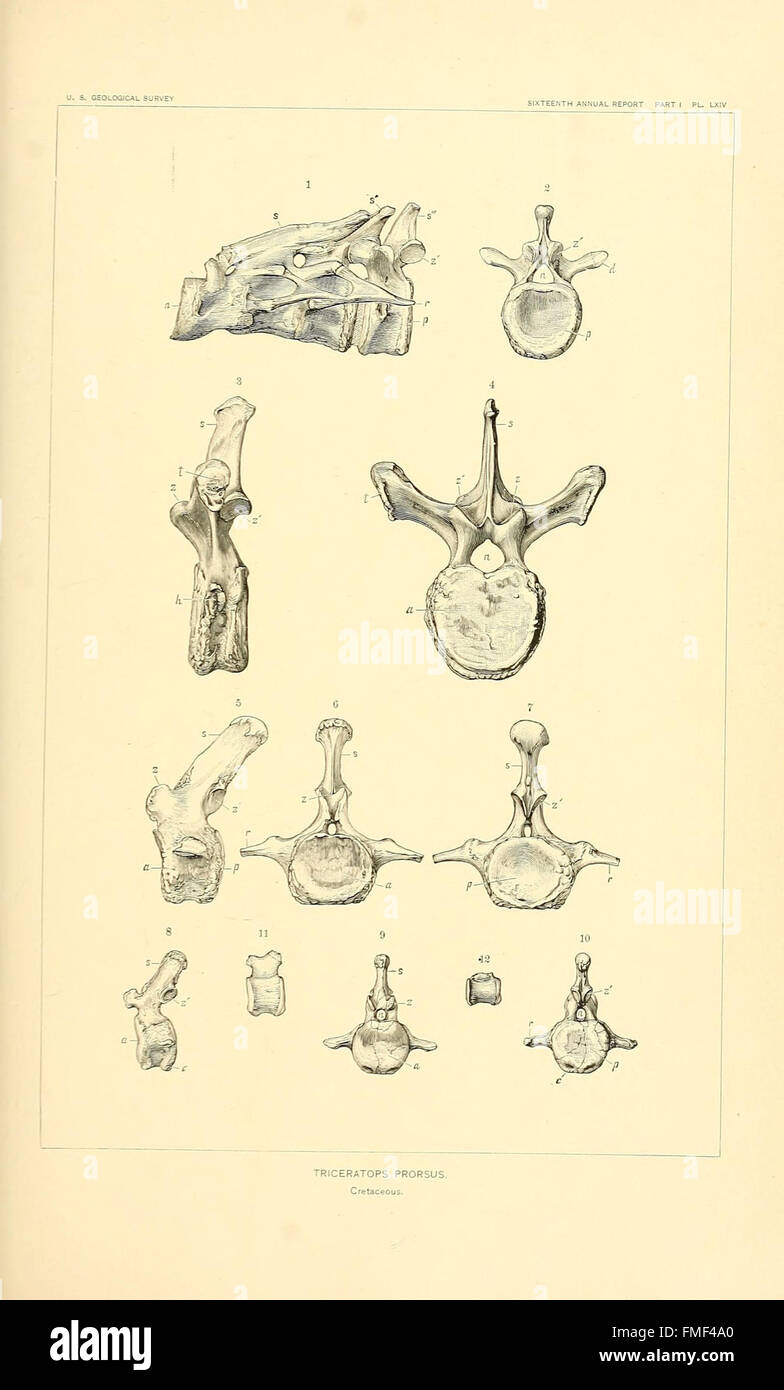 Plate LXIV from 'The Dinosaurs of North America' features illustrations ...