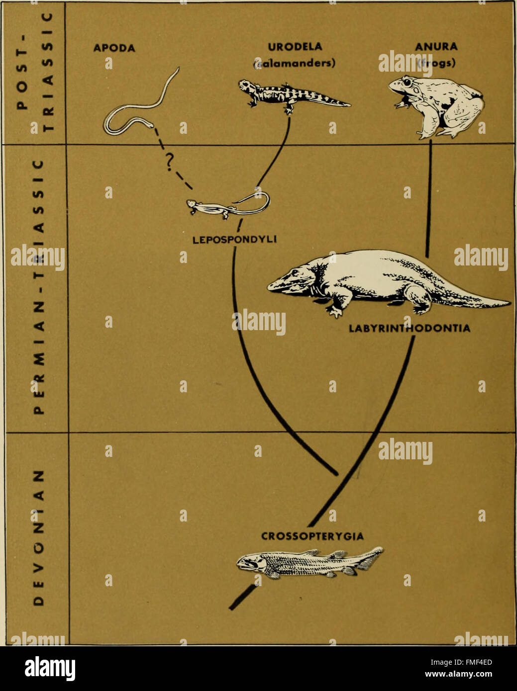 Published in 1945, this book offers an overview of dinosaur species and ...