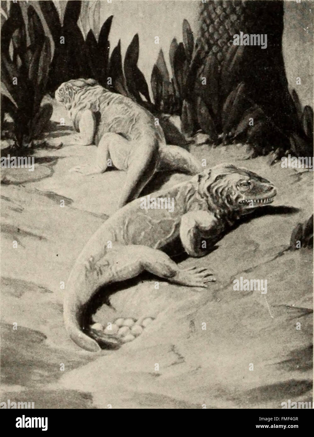'The Dinosaur Book' (1951) provides a comprehensive overview of ...