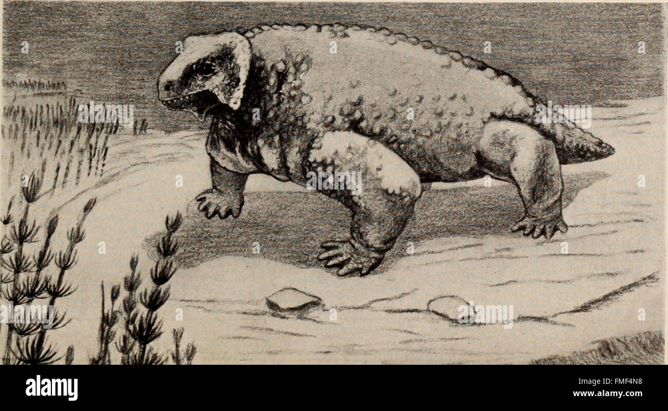 The 1951 edition of 'The Dinosaur Book' explores the world of dinosaurs ...