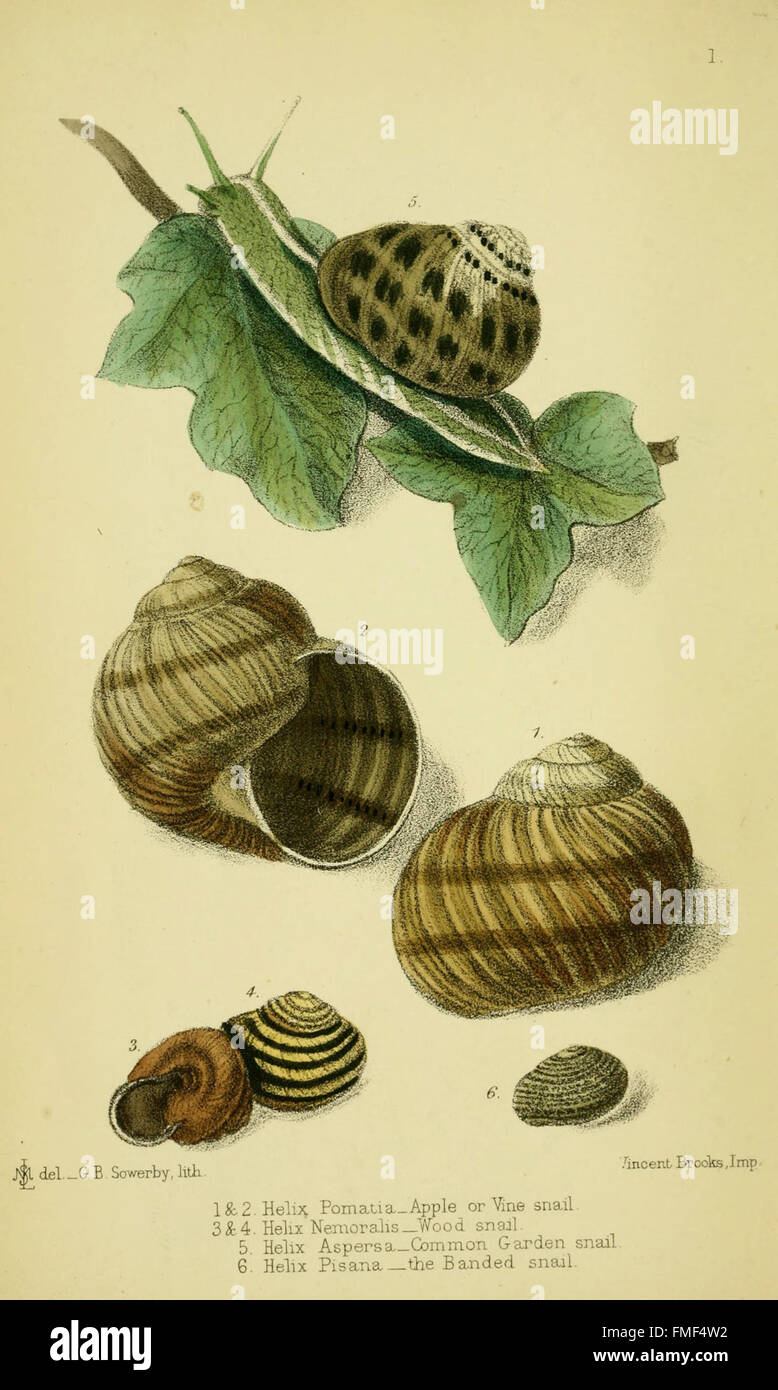 This plate features illustrations of edible mollusks found in Great ...