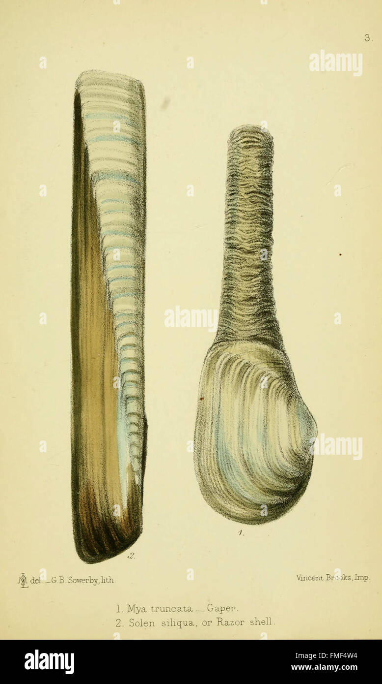 Plate III from 'The Edible Mollusca of Great Britain and Ireland ...