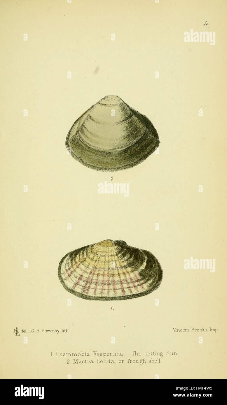 Plate IV from 'The Edible Mollusca of Great Britain and Ireland ...