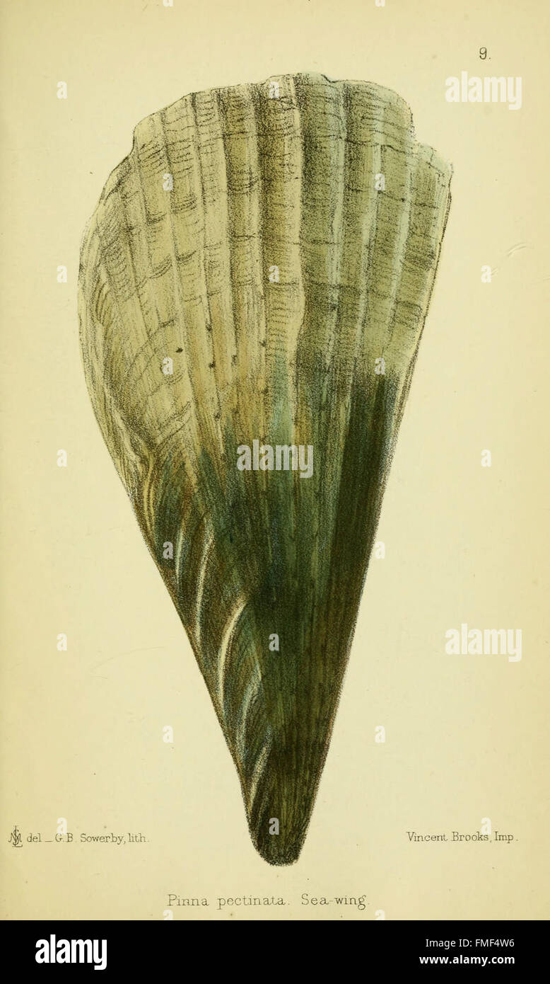 Plate IX from *The Edible Mollusca of Great Britain and Ireland ...