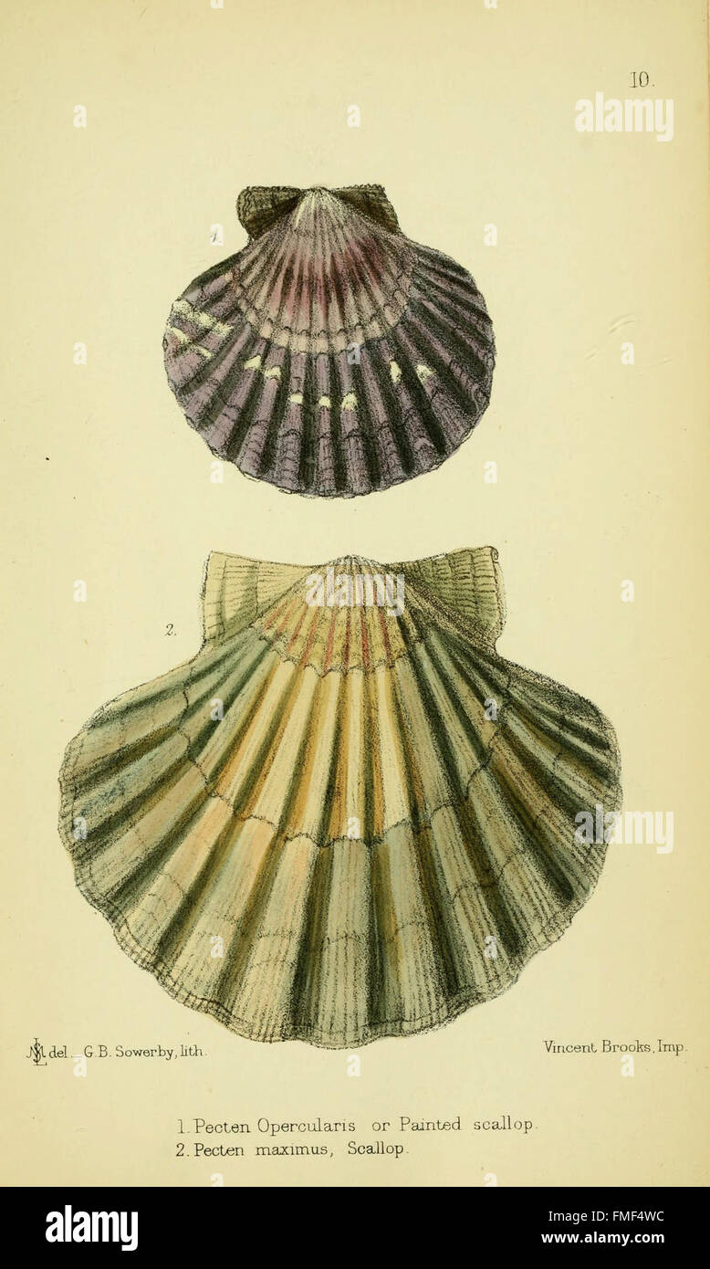 Edible mollusca of great britain hi-res stock photography and images ...
