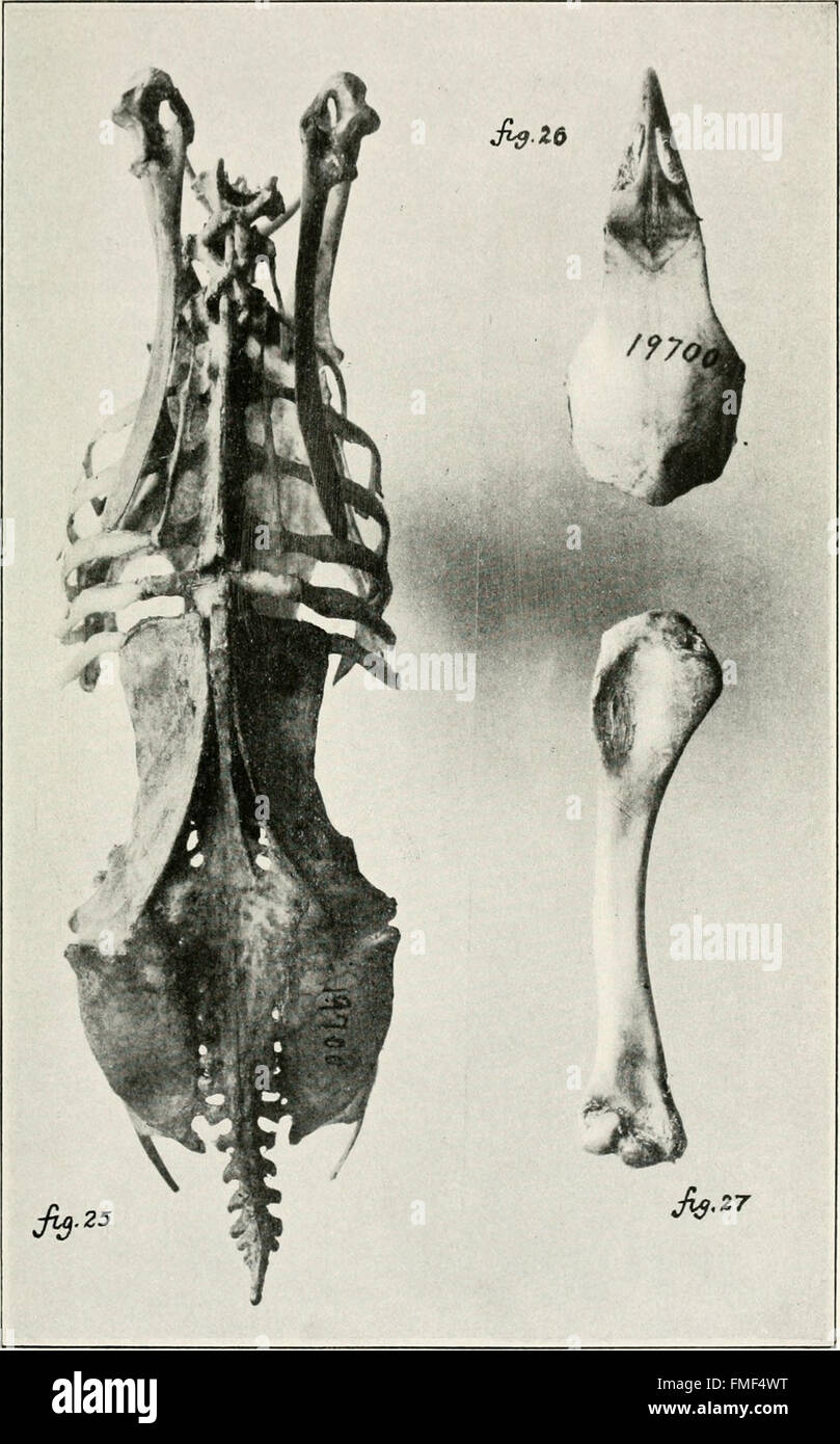 The Emu (1919 Stock Photo - Alamy