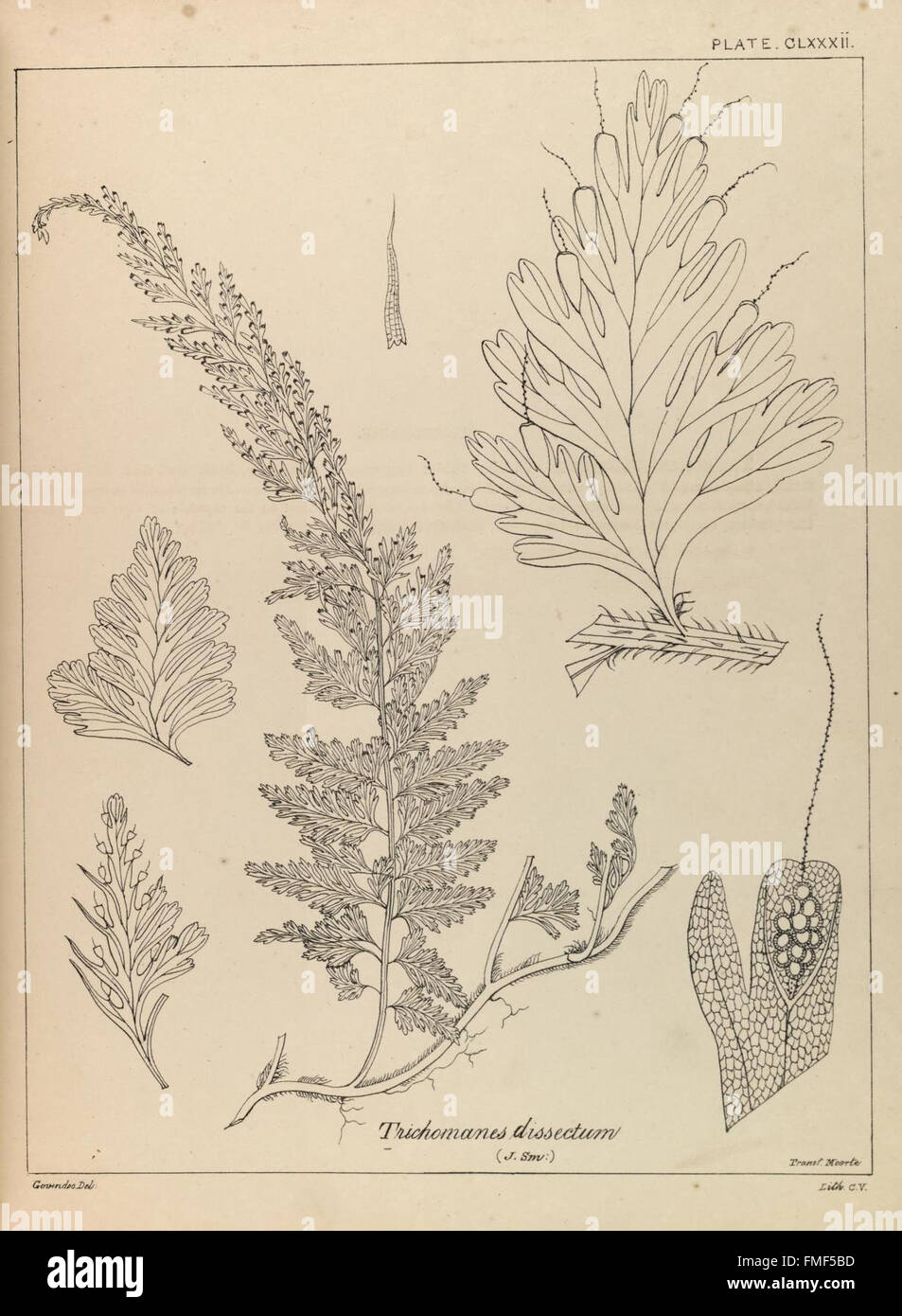 This plate from 'The Ferns of British India' showcases the diversity of ...