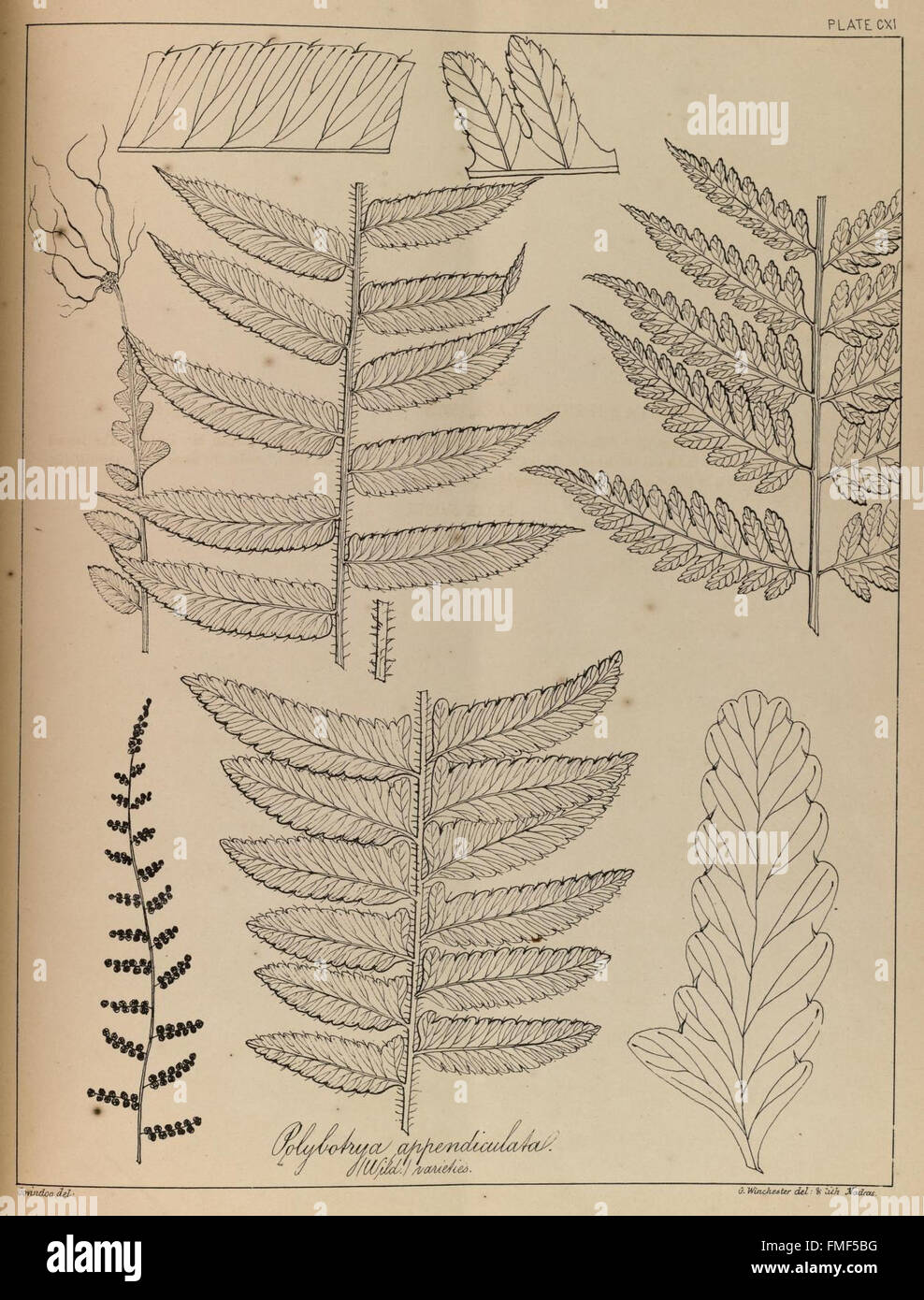The ferns of British India (PLATE CXI Stock Photo - Alamy
