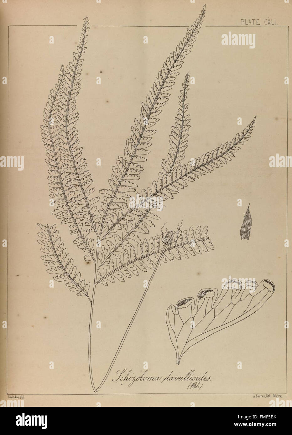 Plate CXLI from 'The Ferns of British India' features detailed ...