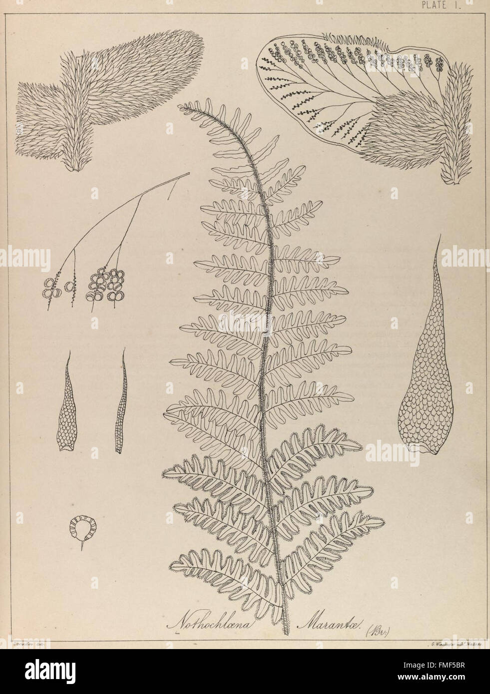 This plate features a detailed illustration of various fern species ...