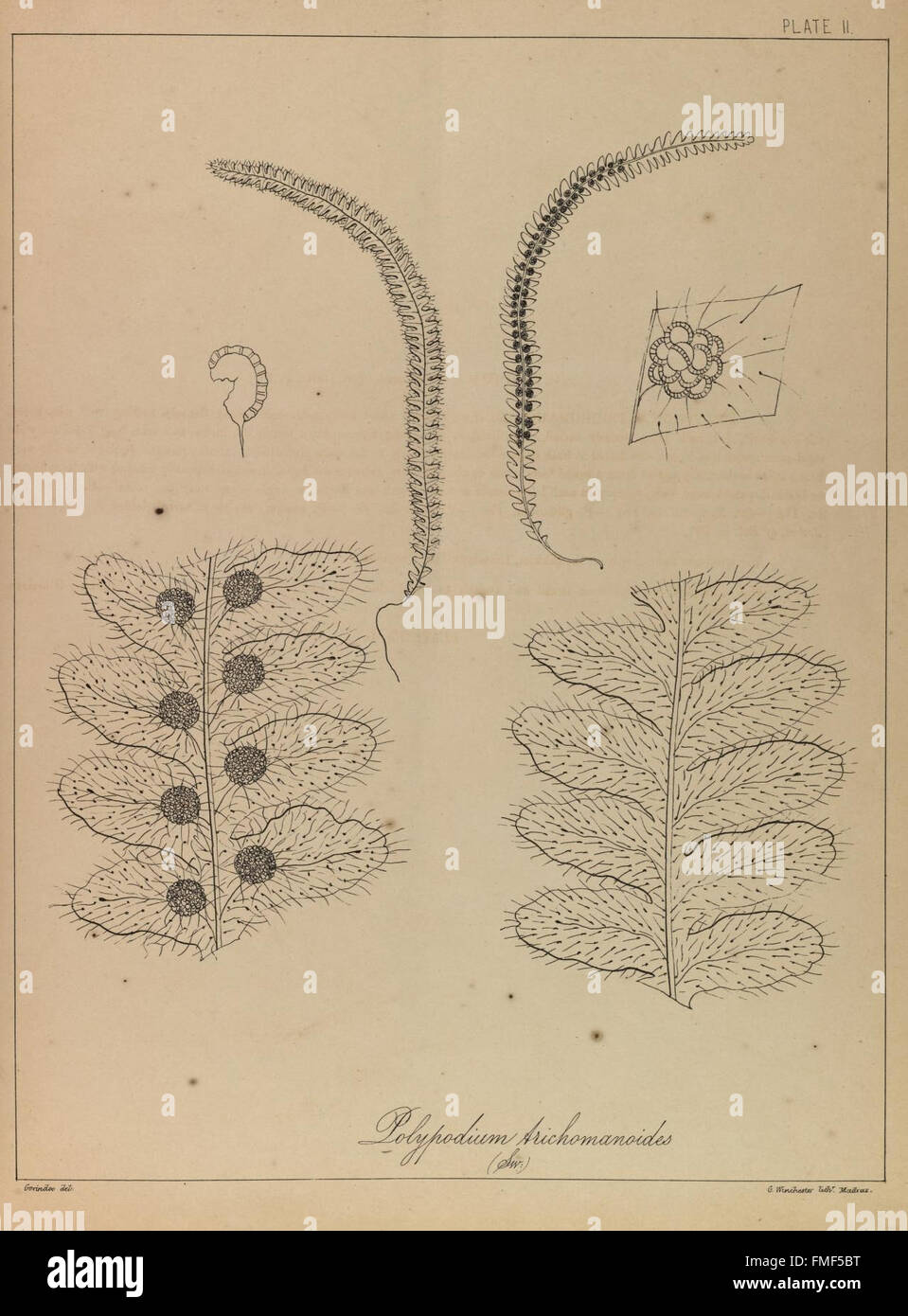 Plate II from 'The Ferns of British India' showcases a variety of fern ...
