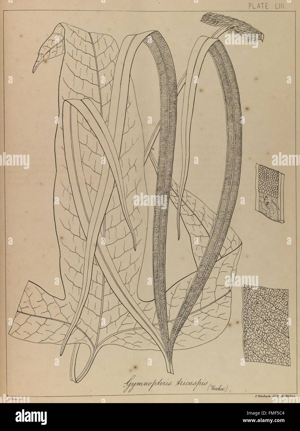 This plate from 'The Ferns of British India' illustrates a variety of ...