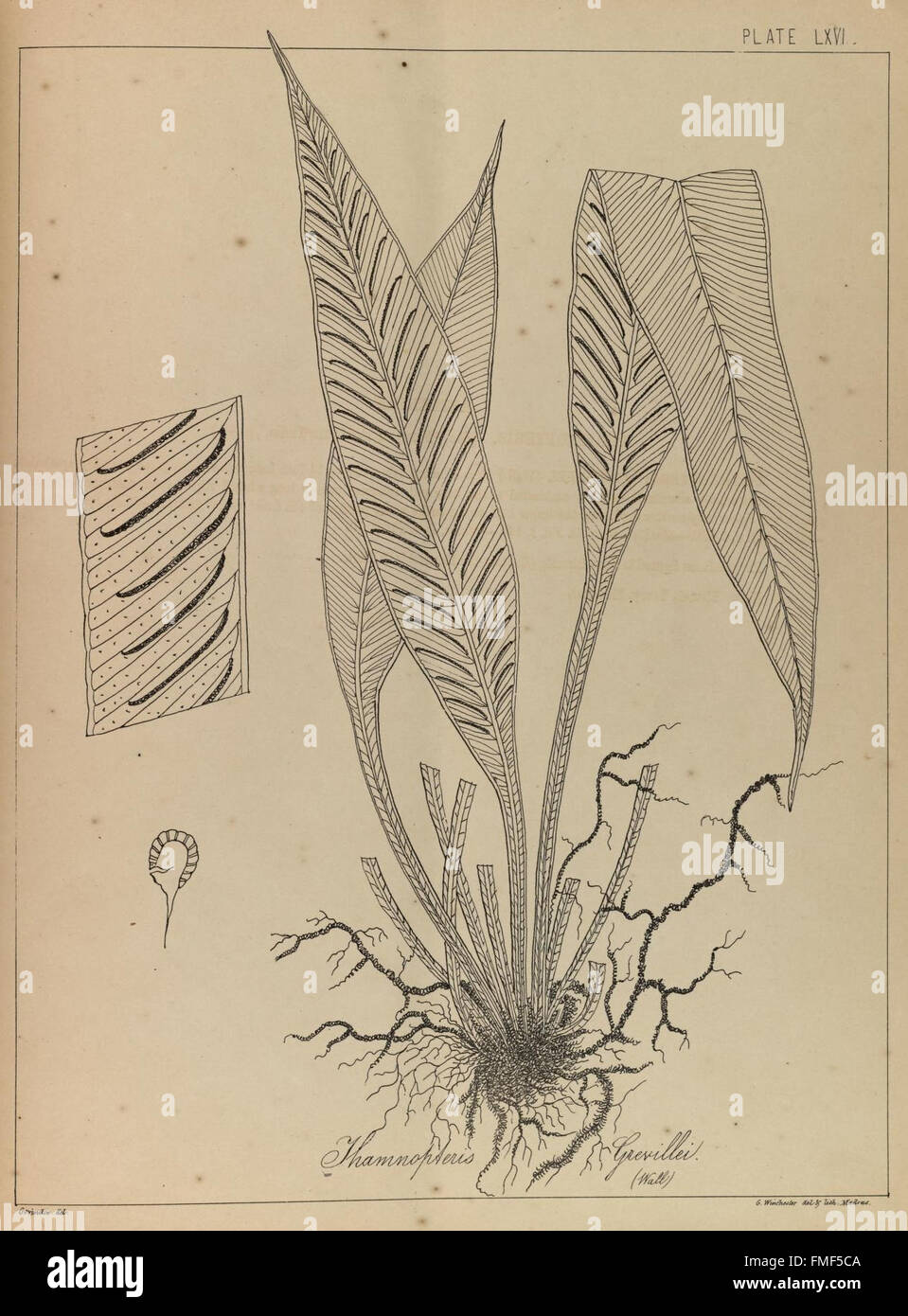This plate from 'The Ferns of British India' showcases a variety of ...