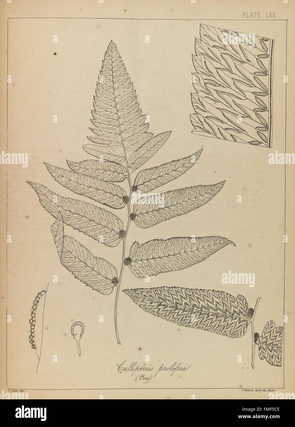 Ferns of the subcontinent hi-res stock photography and images - Alamy
