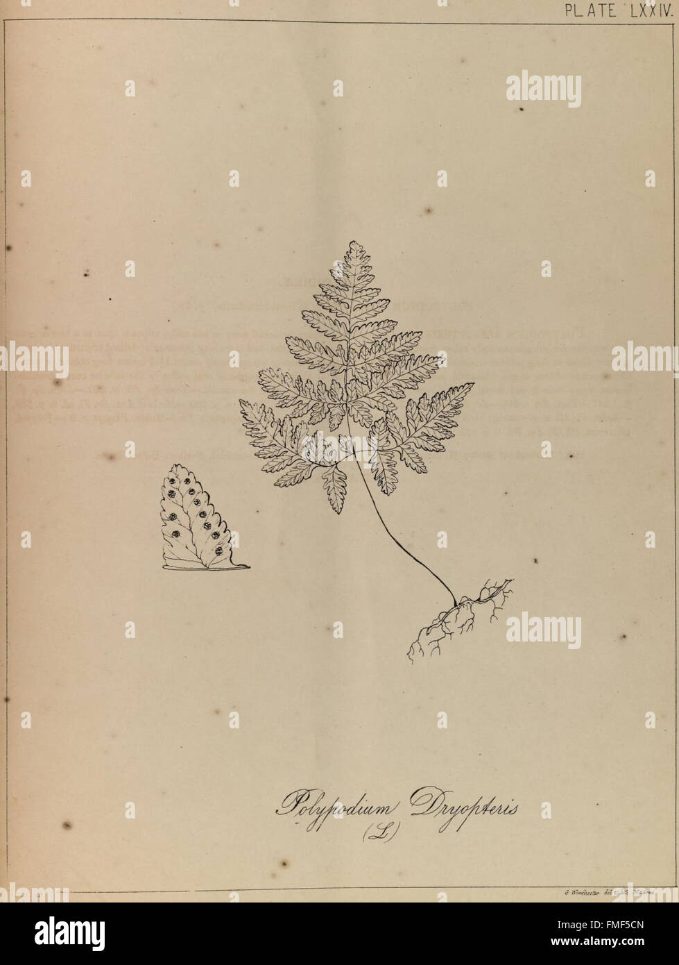 Plate LXXIV from 'The Ferns of British India' showcases a variety of ...