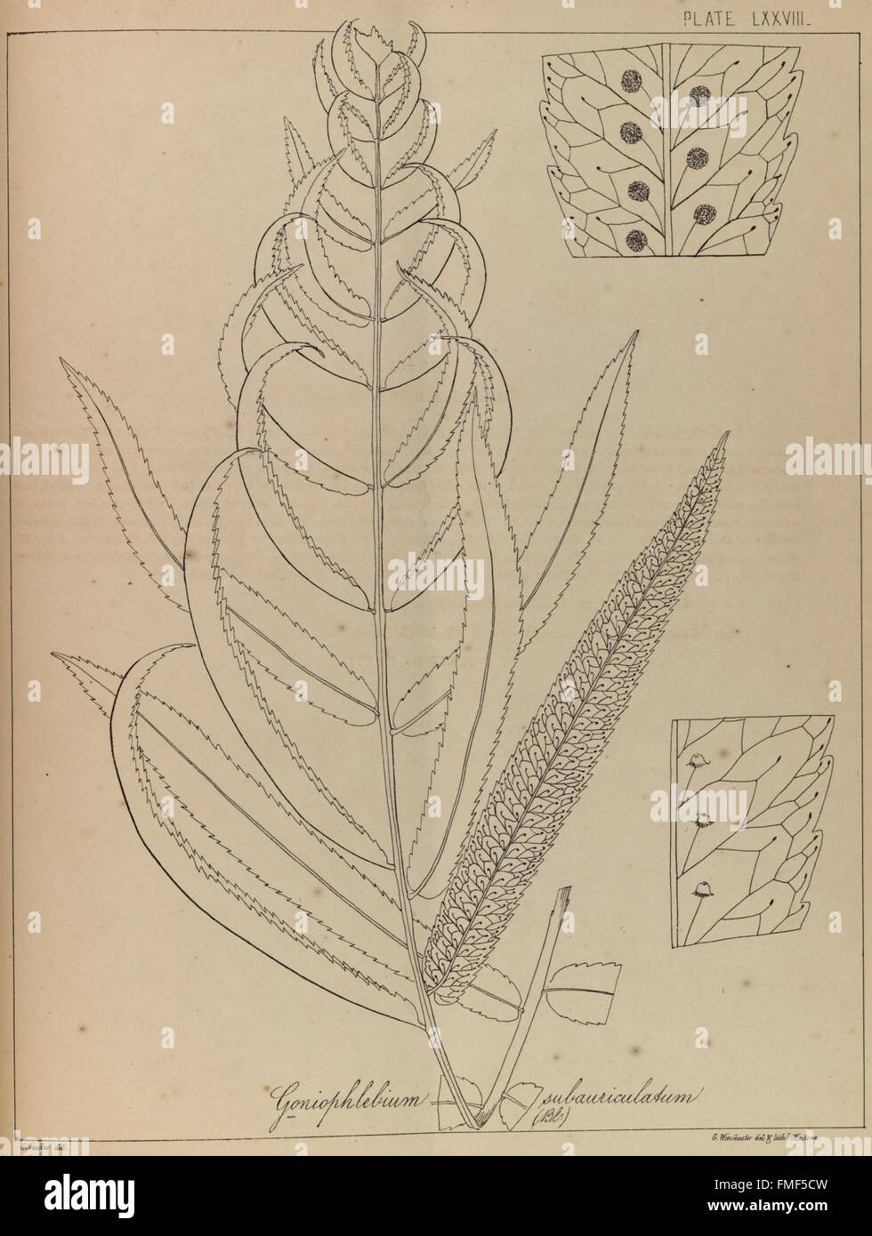 *The Ferns of British India* features detailed botanical illustrations ...