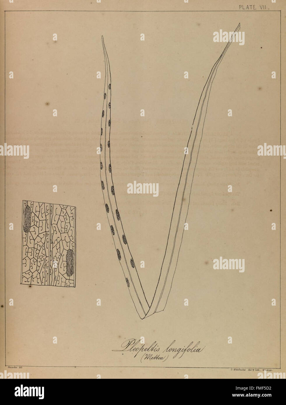 This work features Plate VII from 'The Ferns of British India ...