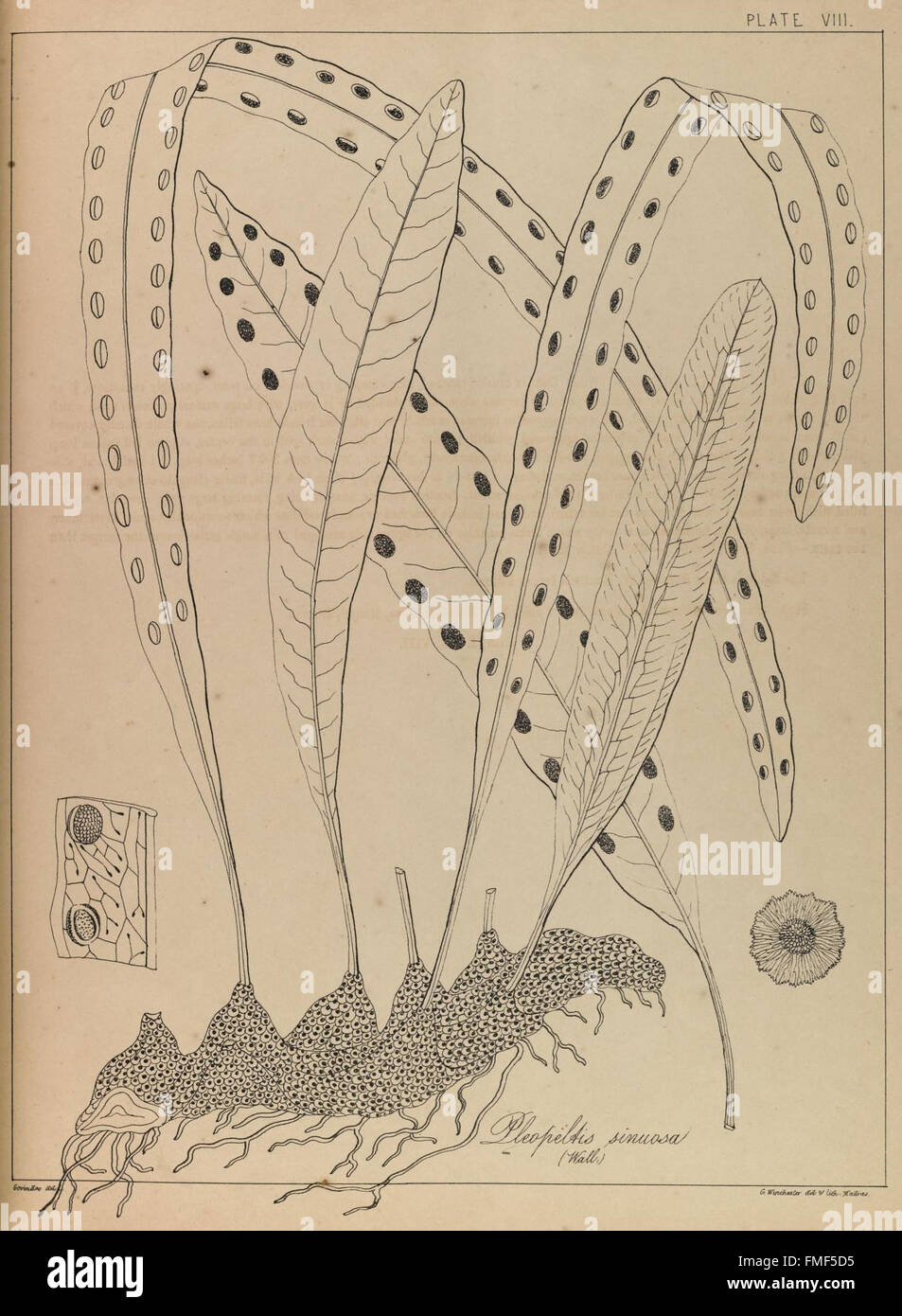 This plate from 'The Ferns of British India' showcases various species ...