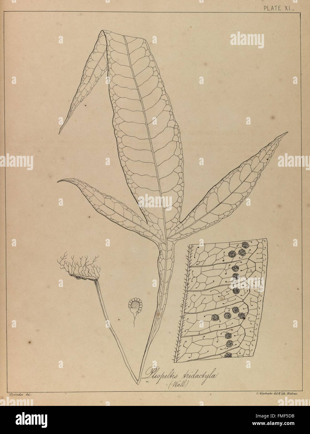 Plate XI of 'The ferns of British India' illustrates various fern ...