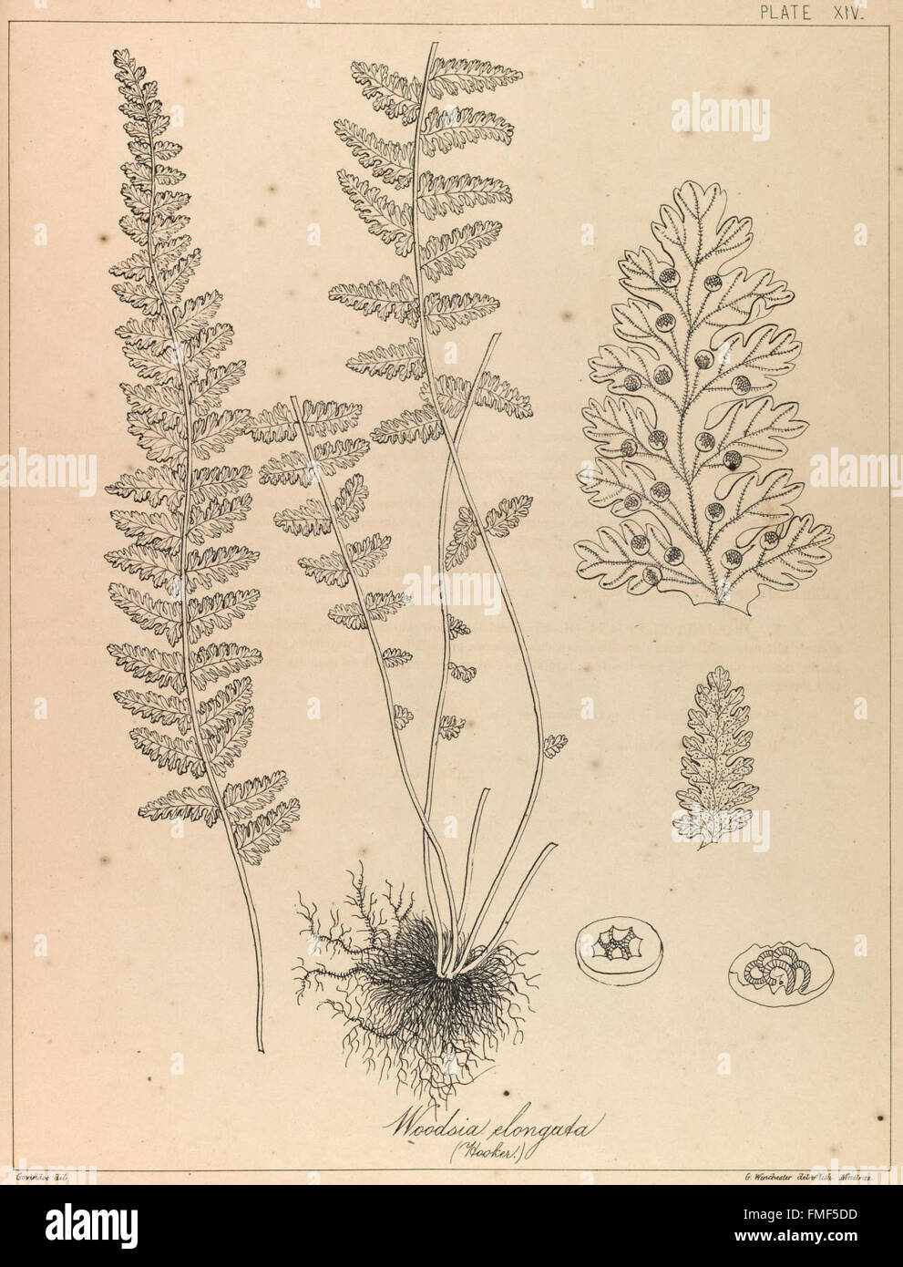 'The Ferns of British India' (Plate XIV) offers detailed illustrations ...