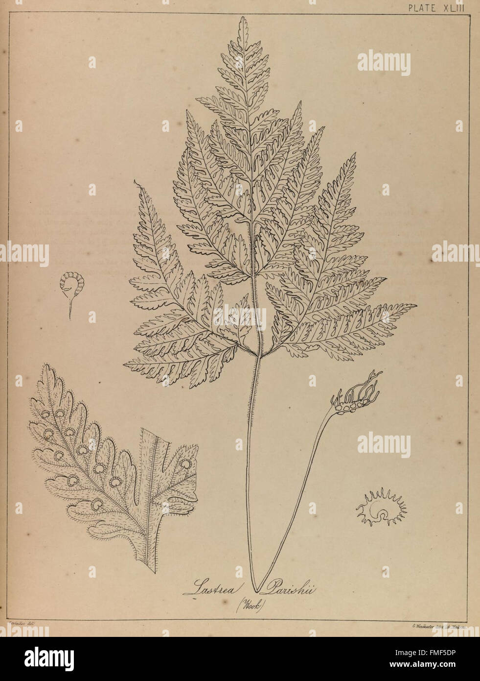 Ferns of the subcontinent hi-res stock photography and images - Alamy